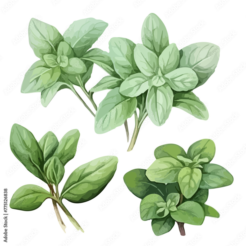 Watercolor Painting Illustration of a set peppermint leaves, isolated ...