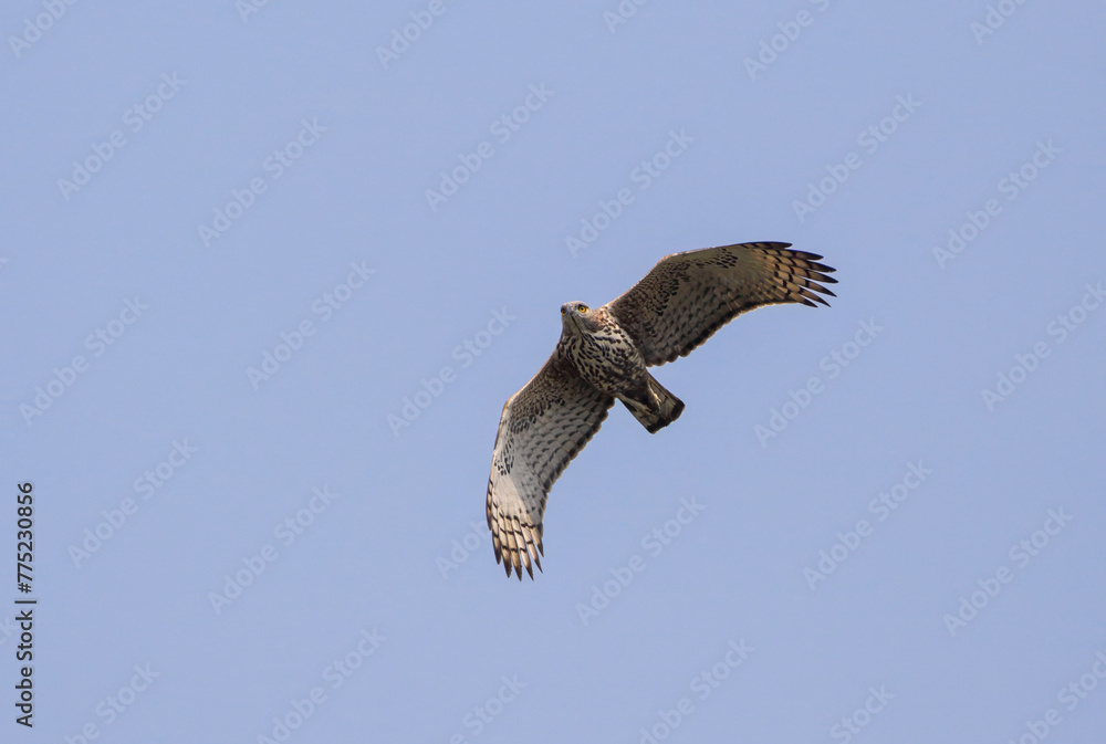 Changeable hawk-eagle in flight.changeable hawk-eagle or crested hawk ...