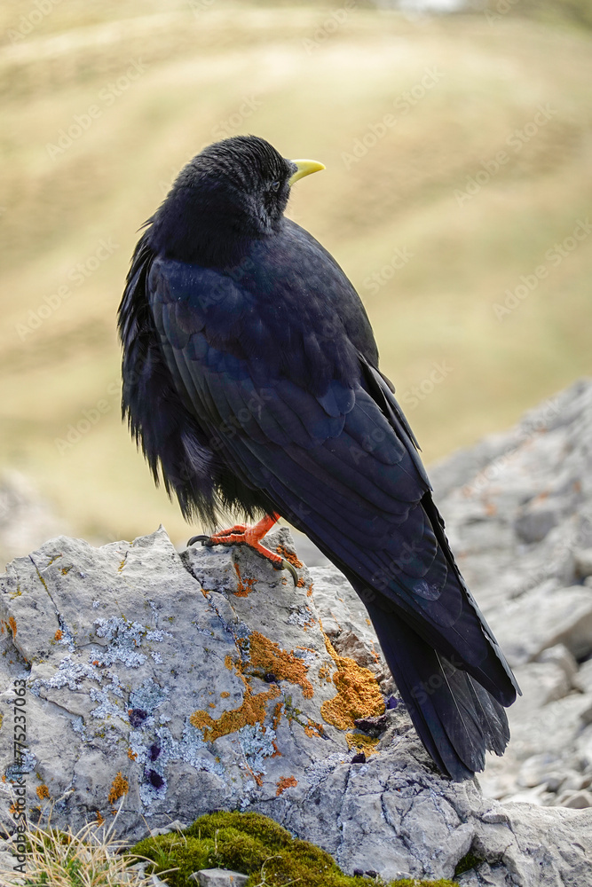 Alpine chough, Pyrrhocorax graculus, a black bird of the crow family ...