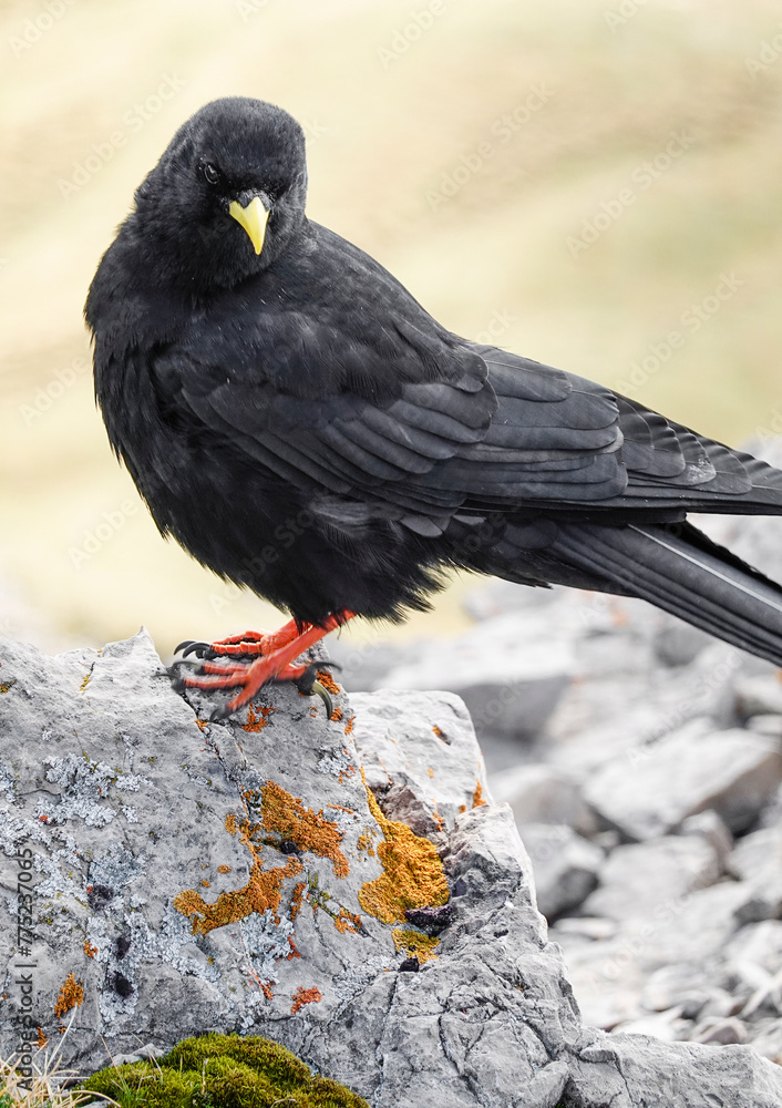 An Alpine chough, Pyrrhocorax graculus, a black bird of the crow family ...