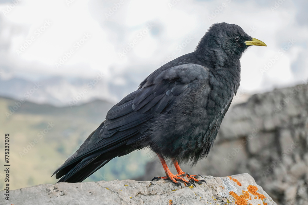 Alpine chough, Pyrrhocorax graculus, a black bird of the crow family ...