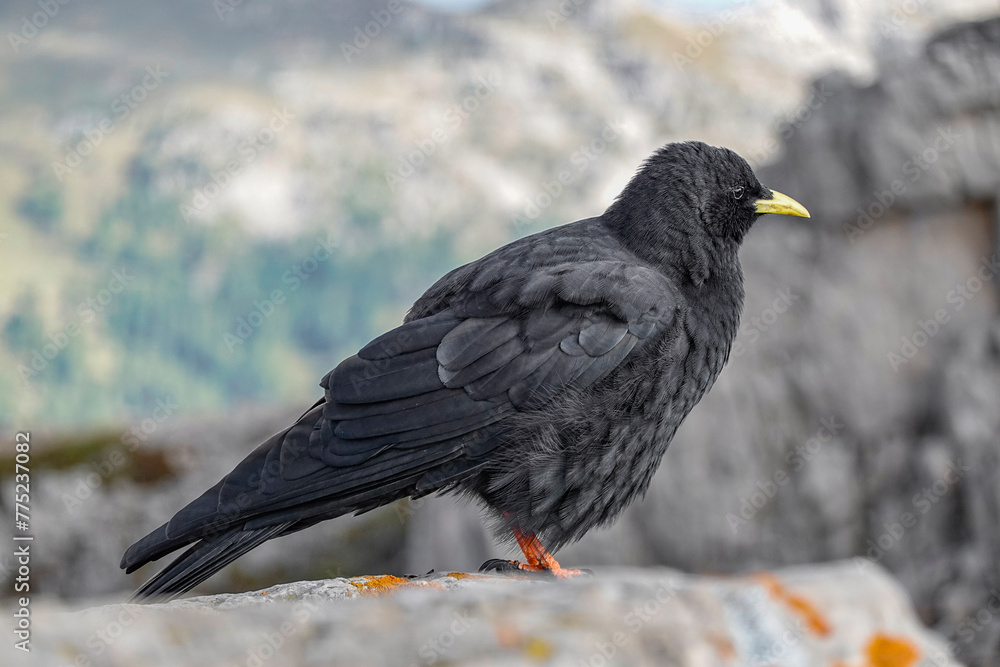 Alpine chough, Pyrrhocorax graculus, a black bird of the crow family ...