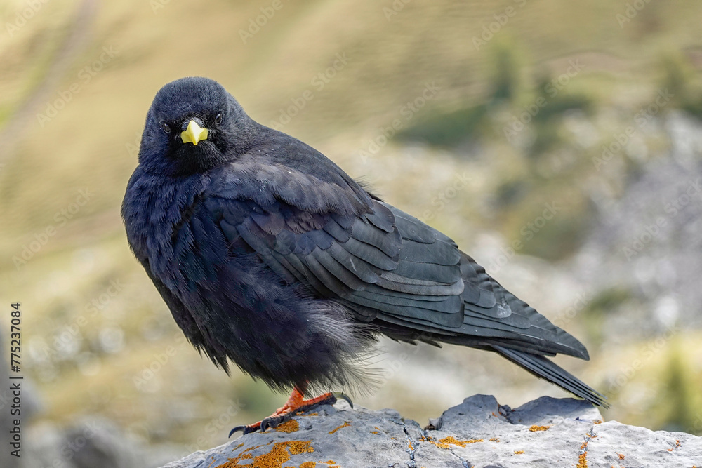 Alpine chough, Pyrrhocorax graculus, a black bird of the crow family ...