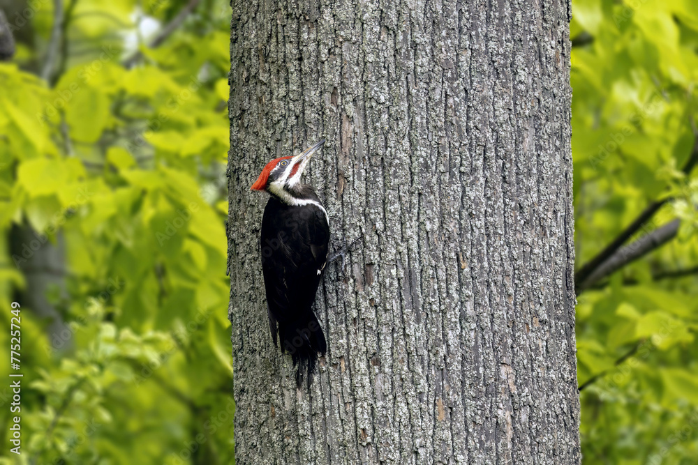 The pileated woodpecker.The bird native to North America.Currently the ...
