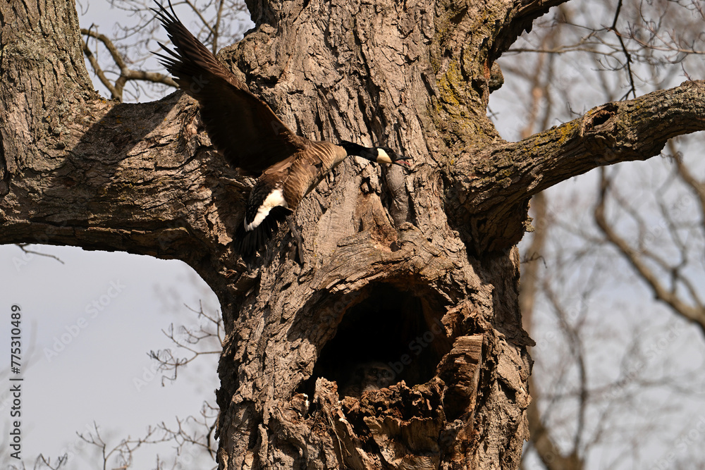 Canada Goose tries to take over the occupied nest of baby Great Horned ...