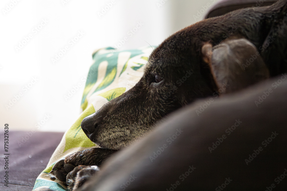 Perro hembra mestiza negra de edad avanzada descansando en su cama ...