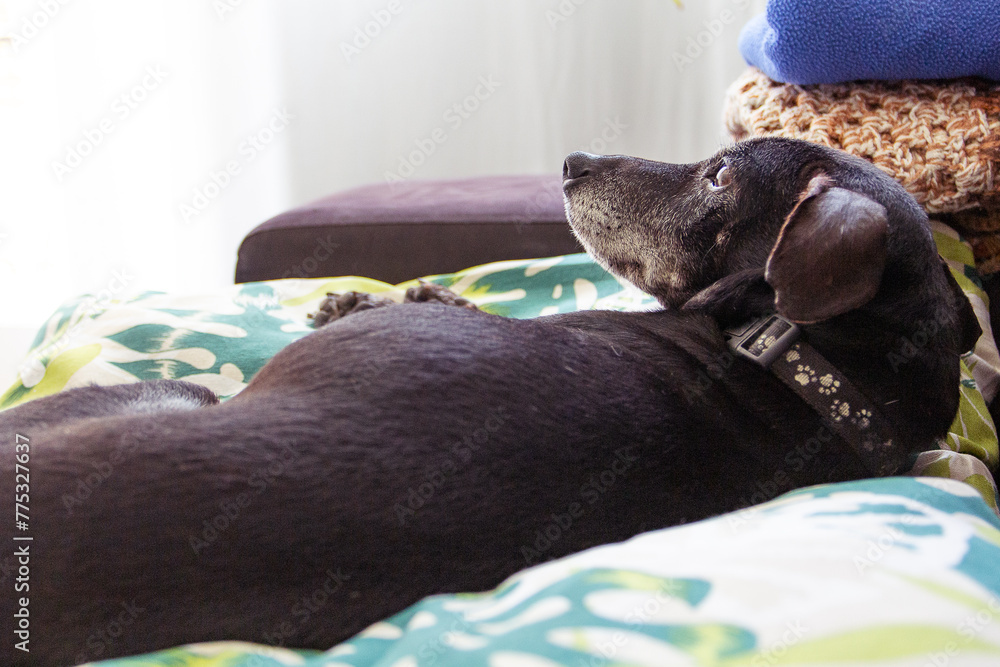 Perro hembra mestiza negra de edad avanzada descansando en su cama ...