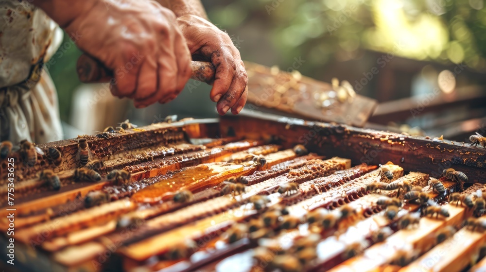 Beekeeper with bees on honeycomb frames. Handling bee hives during ...