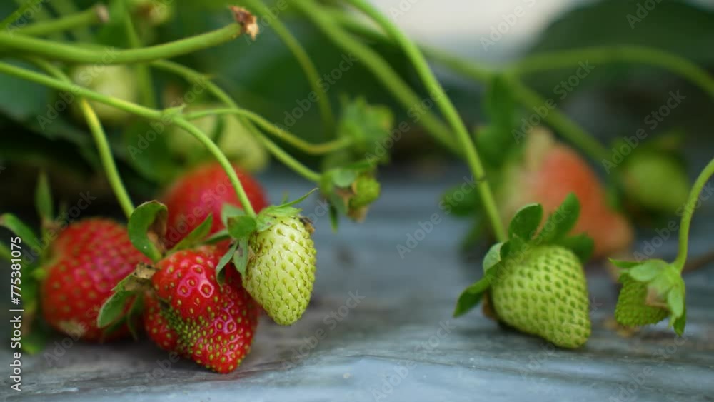 Organic strawberries thrive, nurtured by nature’s touch. Witness the ...
