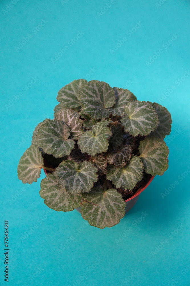 Foliage of Saxifraga stolonifera is a perennial flowering plant ...