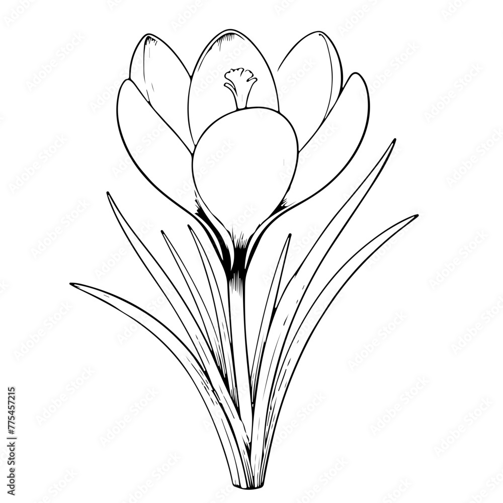 Fleur crocus du printemps pour page ou livre de coloriage, dessin au ...