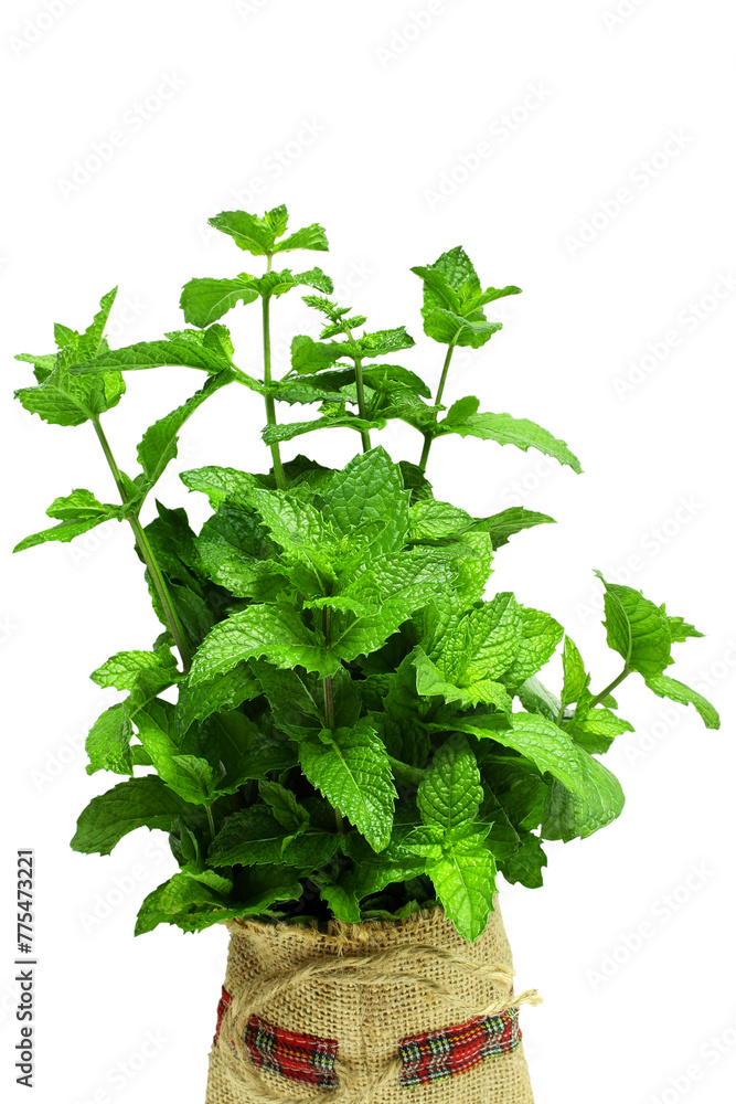 fresh green mint leaves or mentha piperita citrata herb in bag also in india known as fudina for ...