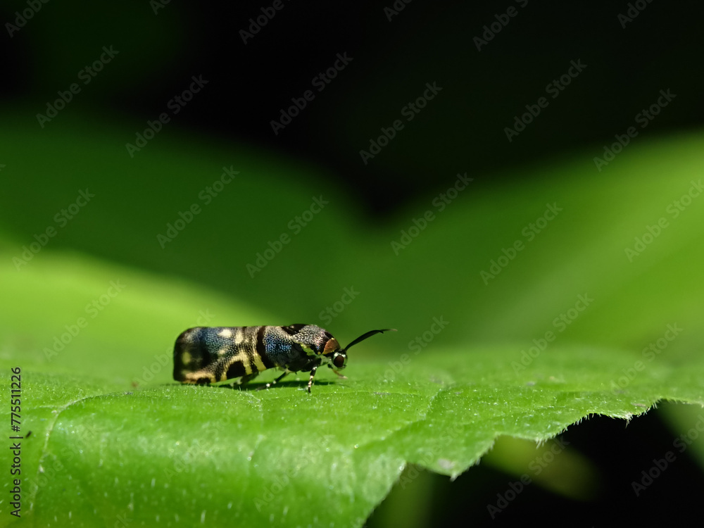 Saptha divitiosa is a moth in the family Choreutidae. It was described ...