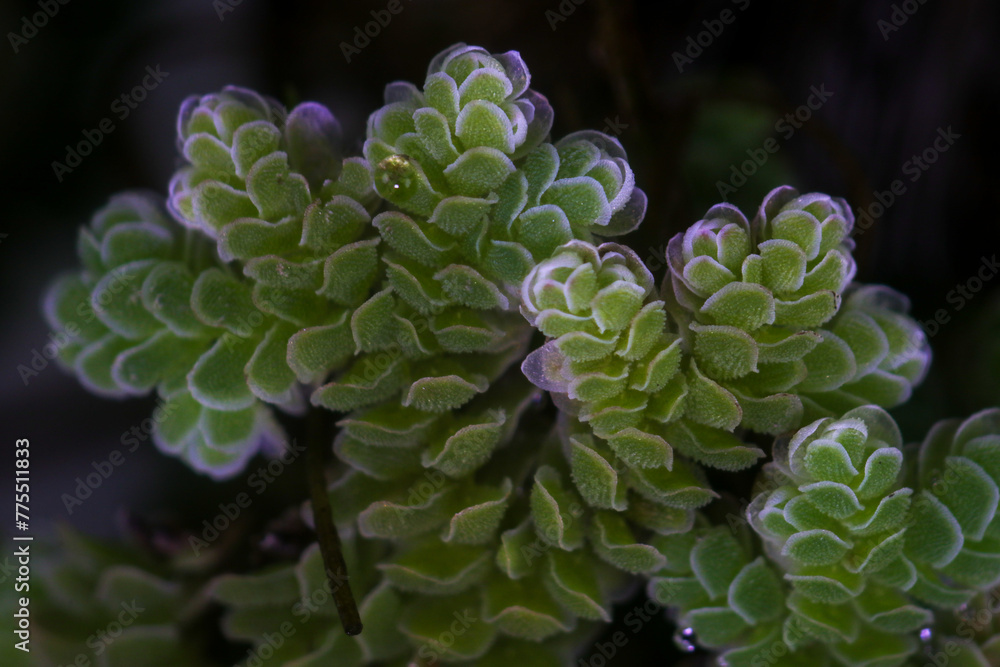 Study of green floating Azolla Pinnata, A kind of aquatic fern which ...