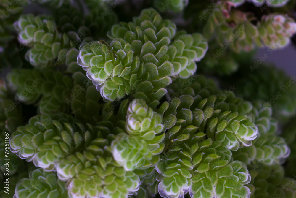Study of green floating Azolla Pinnata, A kind of aquatic fern which ...