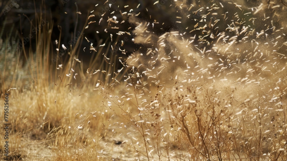 Clumps of dry tumbleweed tumbling in the gusts of wind playing their ...