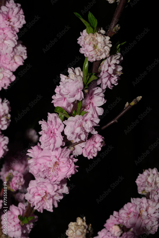 Japanese Flowering Cherry Tree Seeds Prunus Serrulata