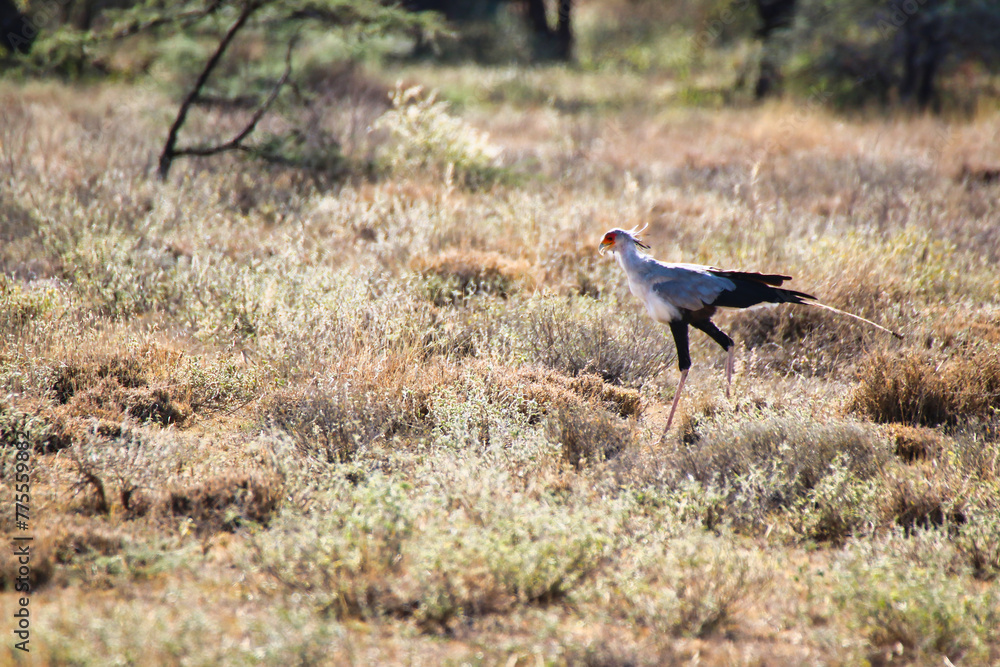 A Secretary bird on the hunt for snakes in the dense bush of the ...