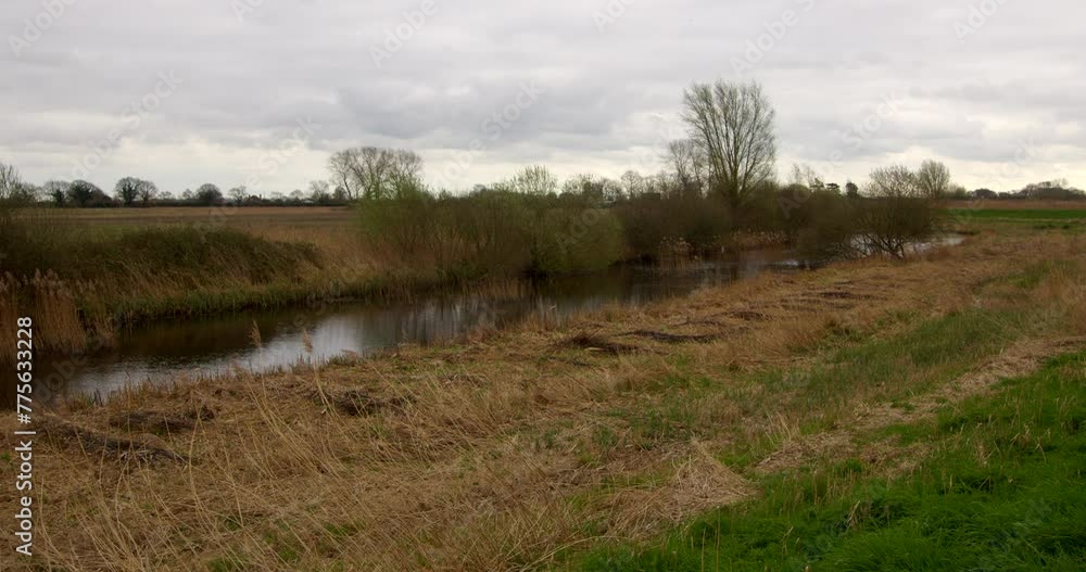 reeds flattened down due to flooding on drainage ditch next to river ...