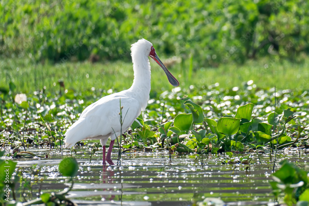 African spoonbill fishing on the water. Lake Naivasha, Kenya. East ...