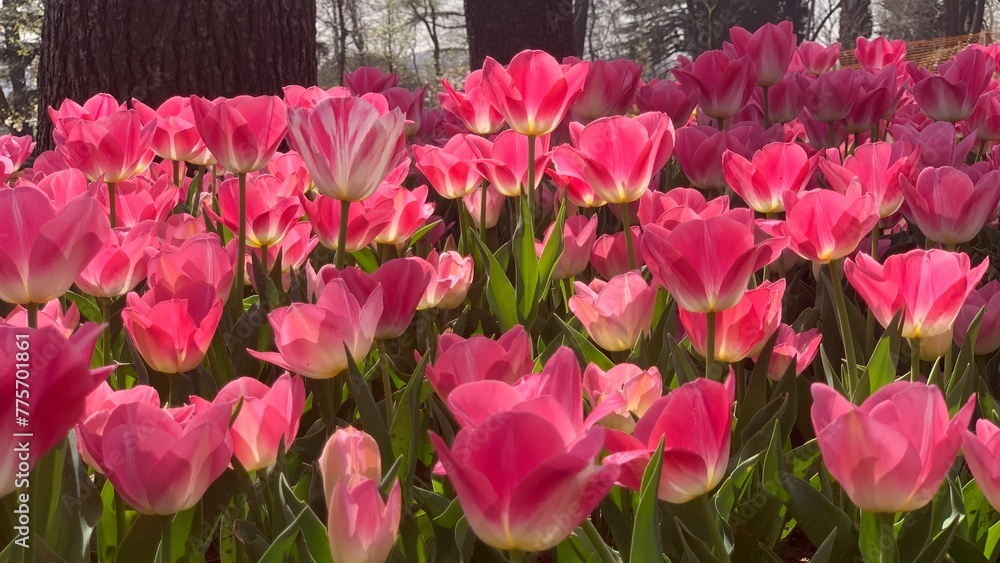 Beautiful spring garden, famous turkish park Emirgan Korusu in Istanbul ...