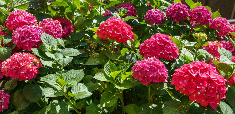 Macro of pink and red flowers of hydrangea macrophylla. Hydrangea ...
