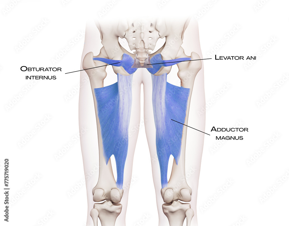 Thigh and pelvis of the deep front line - levator ani, obturator ...