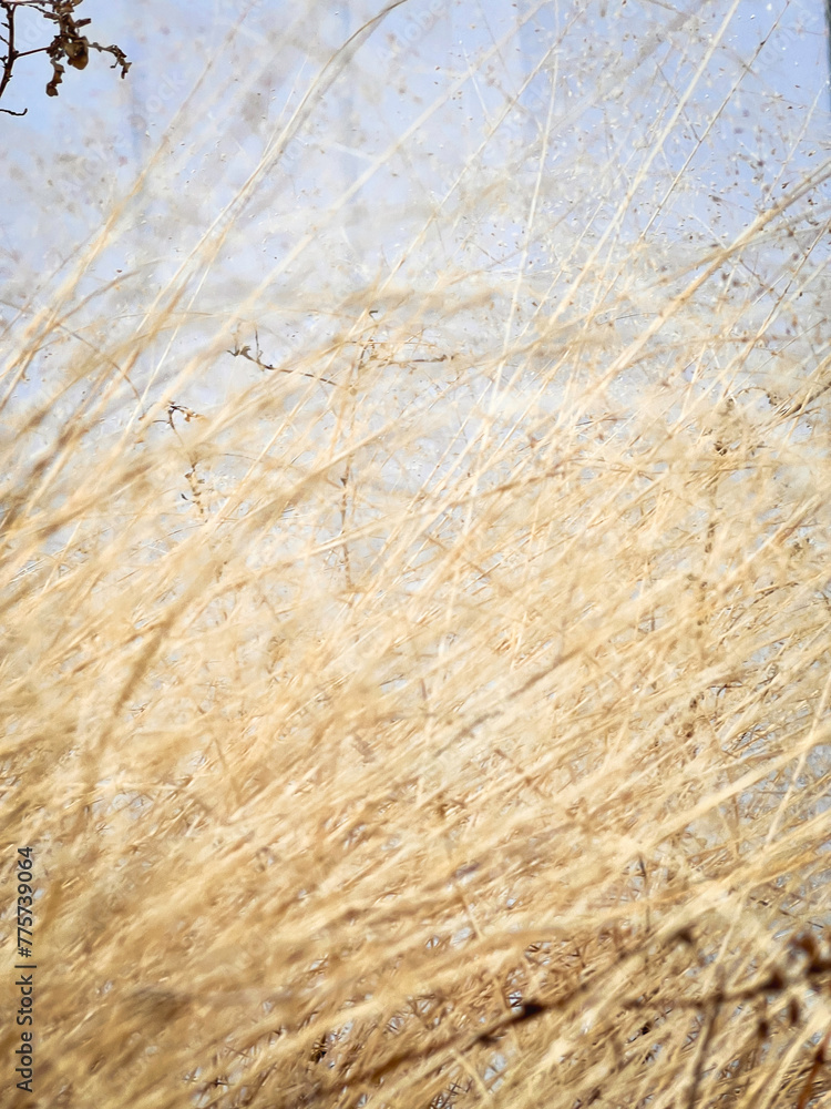 blurred Dried grass,light brown color,reflection of sunlight shining ...