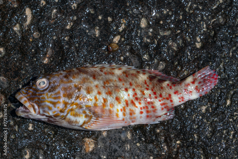 Makapuʻu Beach Park Honolulu Oahu Hawaii. Cirrhitus pinnulatus, the ...
