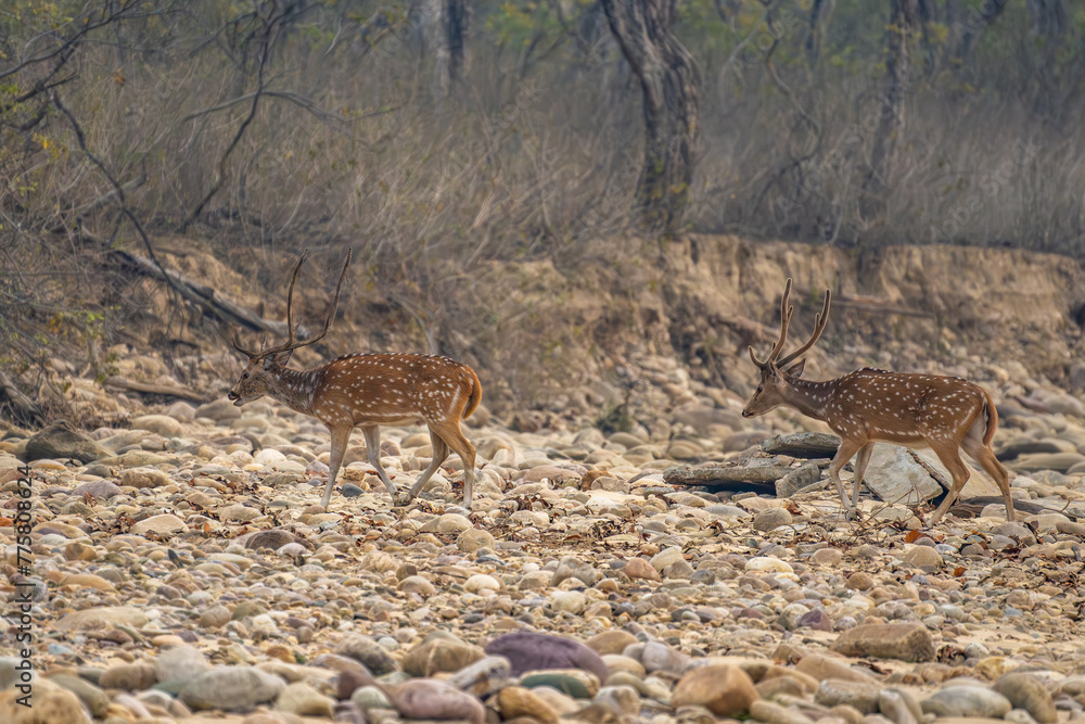 Axis indian (Axis axis) is a smaller, strikingly coloured species of ...