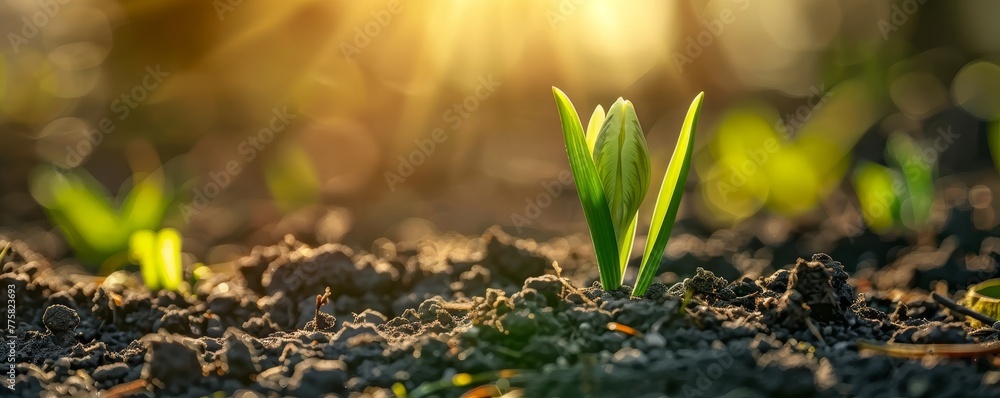 Nature's Rebirth: Tender Green Shoots of a Bulb Plant Emerging from the ...