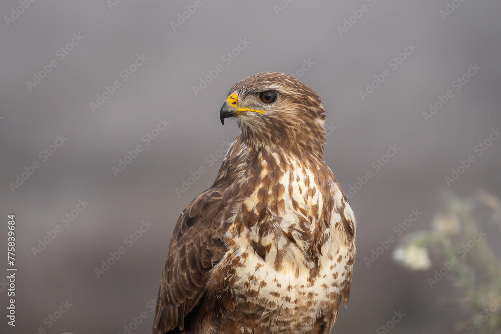 Beautiful close-up portrait of a buzzard specimen looking sideways with ...