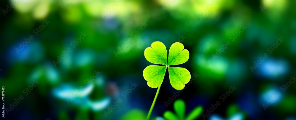 Four-leaf clover in focus. Nature protection. A plant of the legume ...