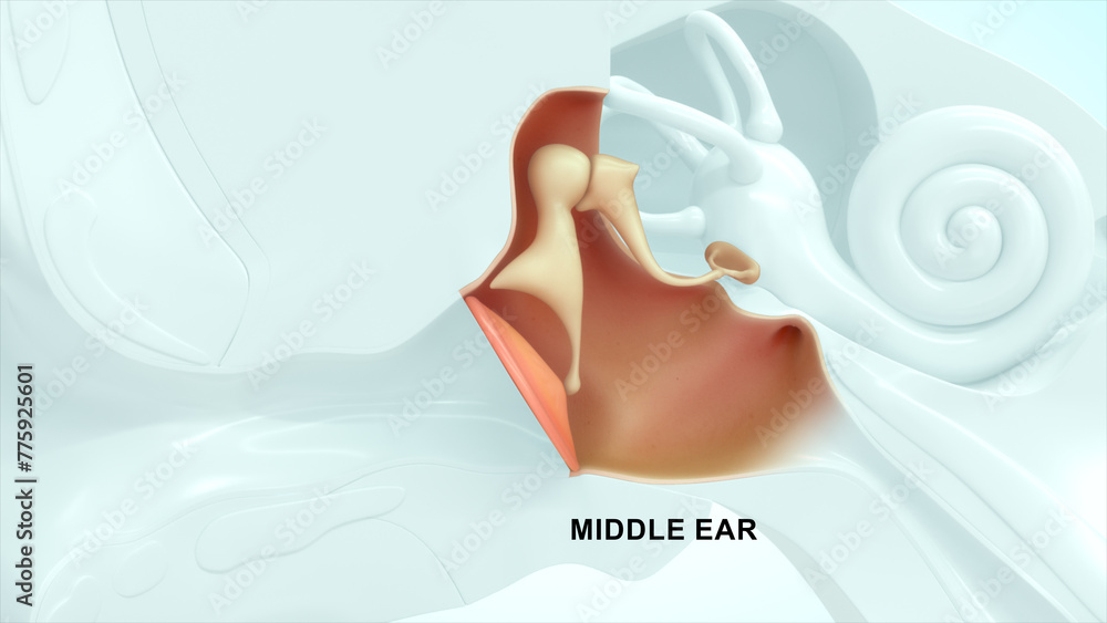 Anatomy of Human Middle Ear 3d illustrator Stock Illustration | Adobe Stock