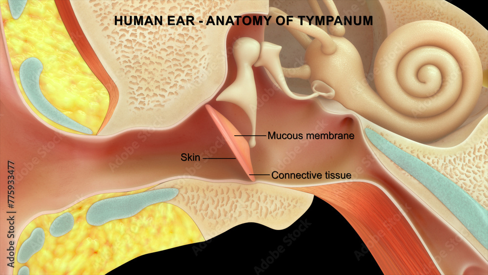 Anatomy of Human Ear Tympanum layers 3d illustrator Stock Illustration ...