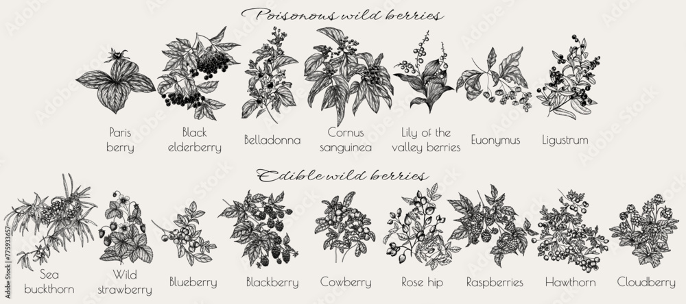 Vector set of edible and poisonous wild berries. Sea buckthorn ...