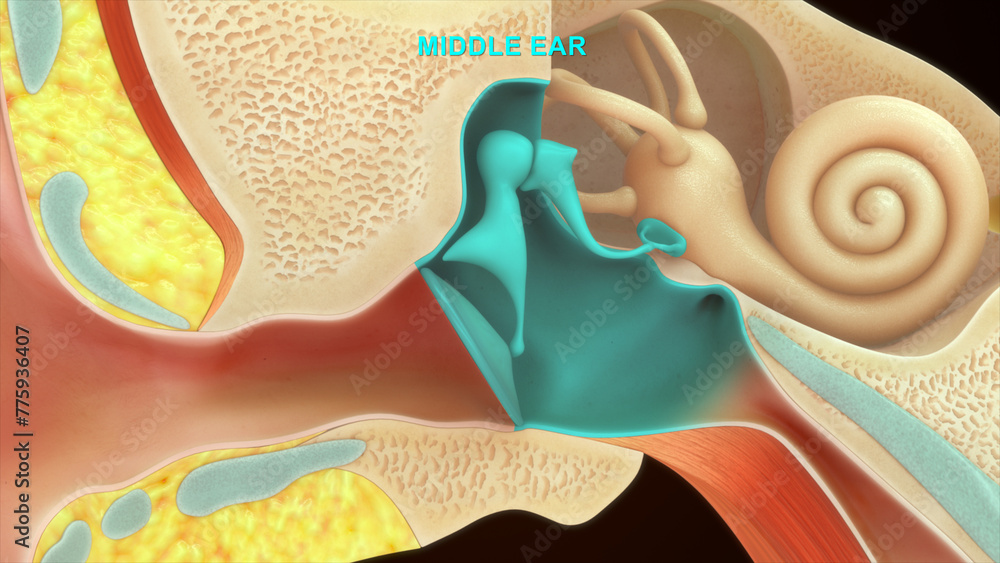 Anatomy of Human middle Ear 3d illustrator Stock Illustration | Adobe Stock