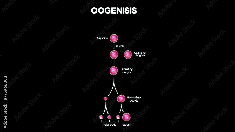 Oogenesis process in sperm cell 3d illustration Stock Illustration ...