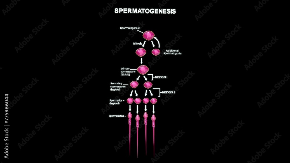 Spermatogenesis process in sperm cell 3d illustration Stock ...
