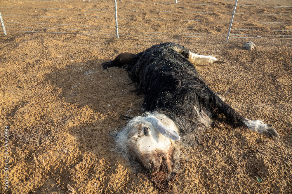 Dead sheep in the desert. The death of small cattle from starvation and ...