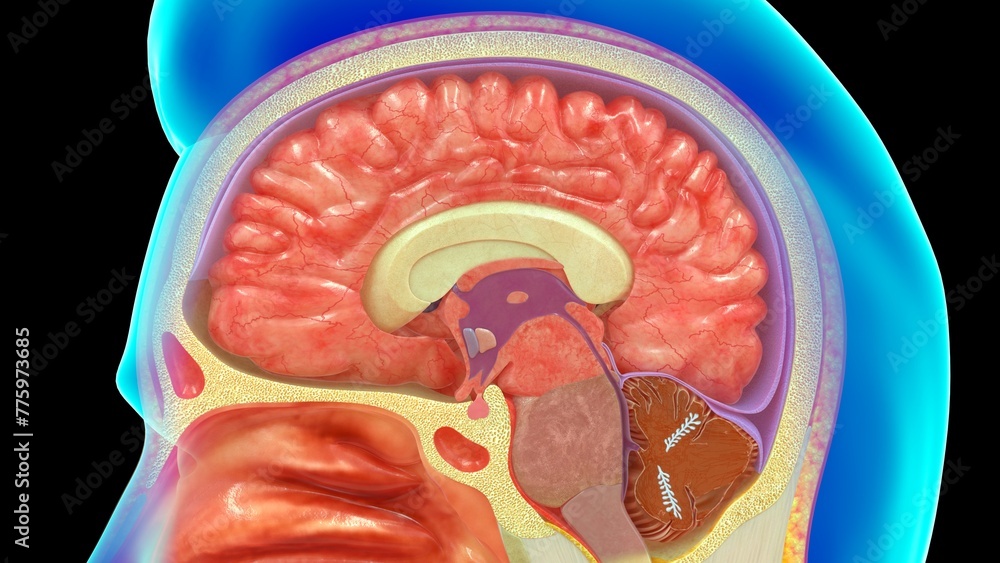 Buccal Cavity face cross section closeup view 3d illustration Stock ...