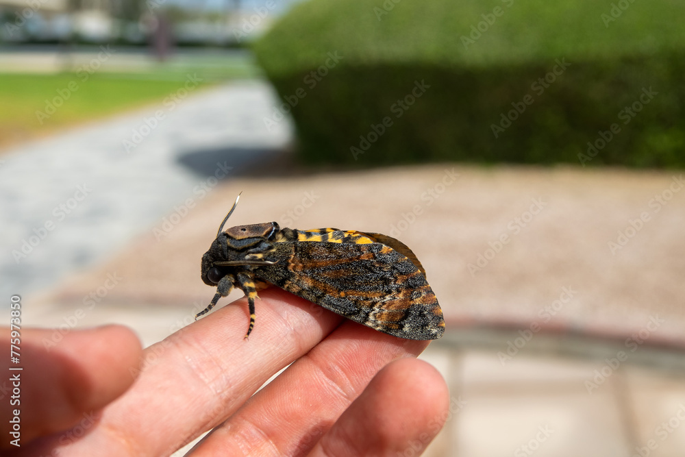 Death's head hawk (Acherontia atropos). Butterfly on Asclepiadaceae ...