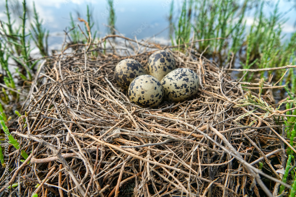 Birds of salty marshes. Helium. Black-winged stilt (Himantopus ...