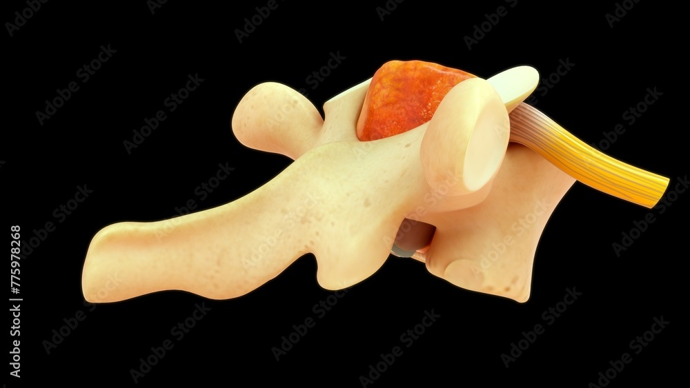 vertebral column with spinal cord cross section 3d illustration Stock ...