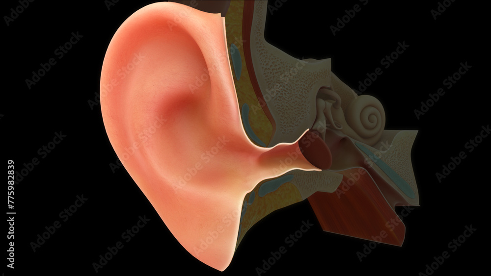 Anatomy of Human Outer Ear 3d illustrator Stock Illustration | Adobe Stock
