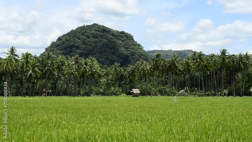 View of Ilijan Hill from a rice field. Ilijan Hill is a rare massive ...