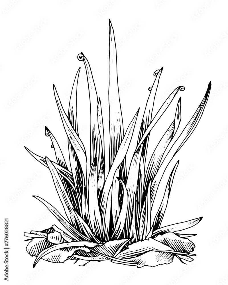 Grass Vector black line art. Drawing of field plant bunch. Outline ...