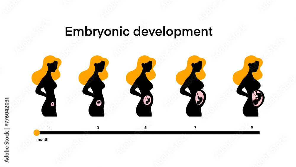 Pregnant woman, fetus inside the womb, Pregnant woman's belly inside ...