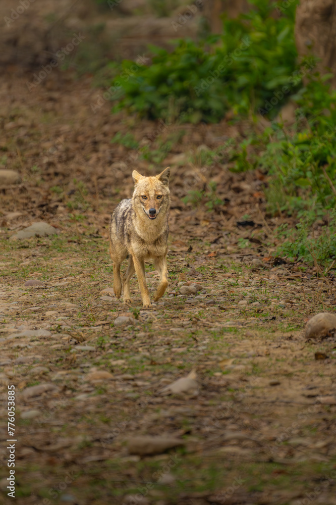 Sri Lankan jackal walks in the gravel road in Yala national park ...