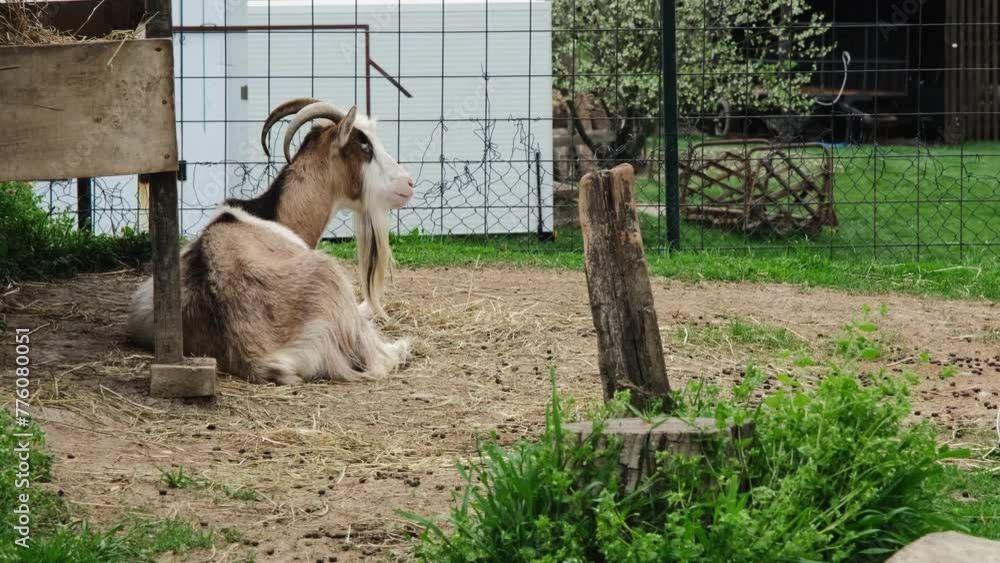 A beautiful light brown domestic goat lies in the zoo enclosure and ...
